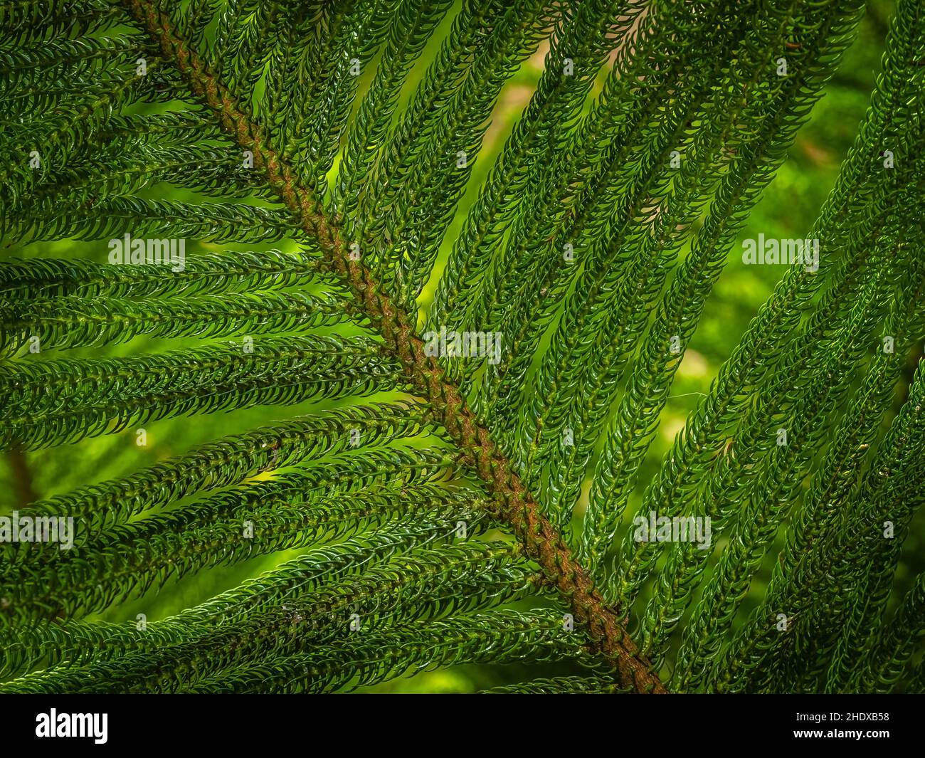 plant, azores, plants Stock Photo - Alamy