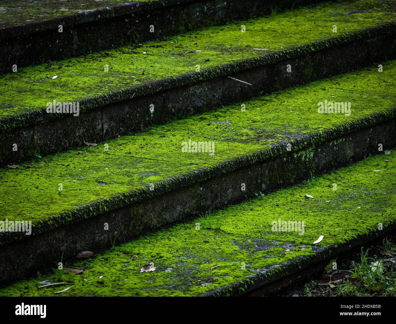 moss, staircase, growth, mosses, staircases, stairs, growths, rise ...