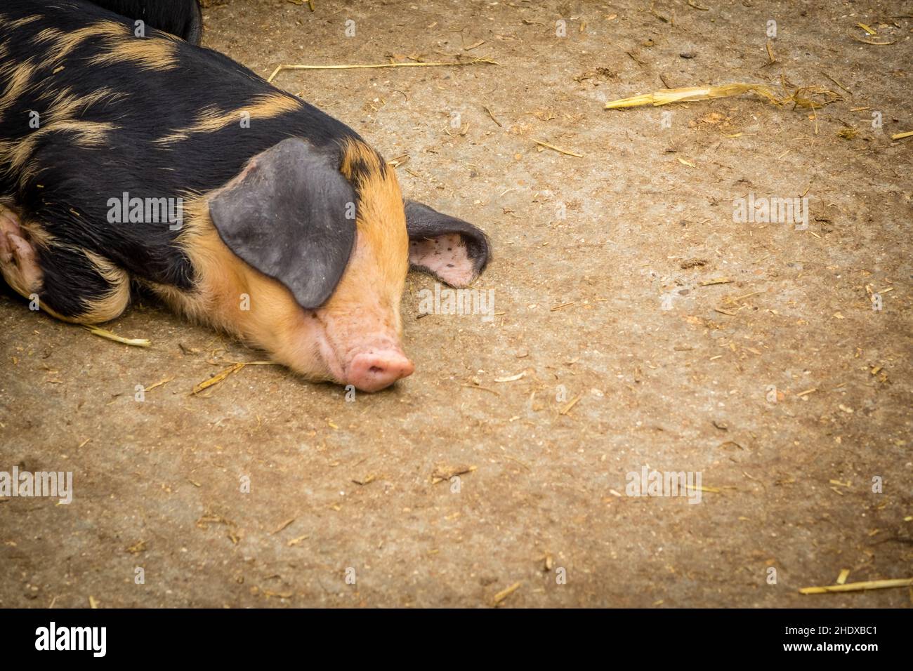 pork, farm, porks, farms, homestead Stock Photo - Alamy