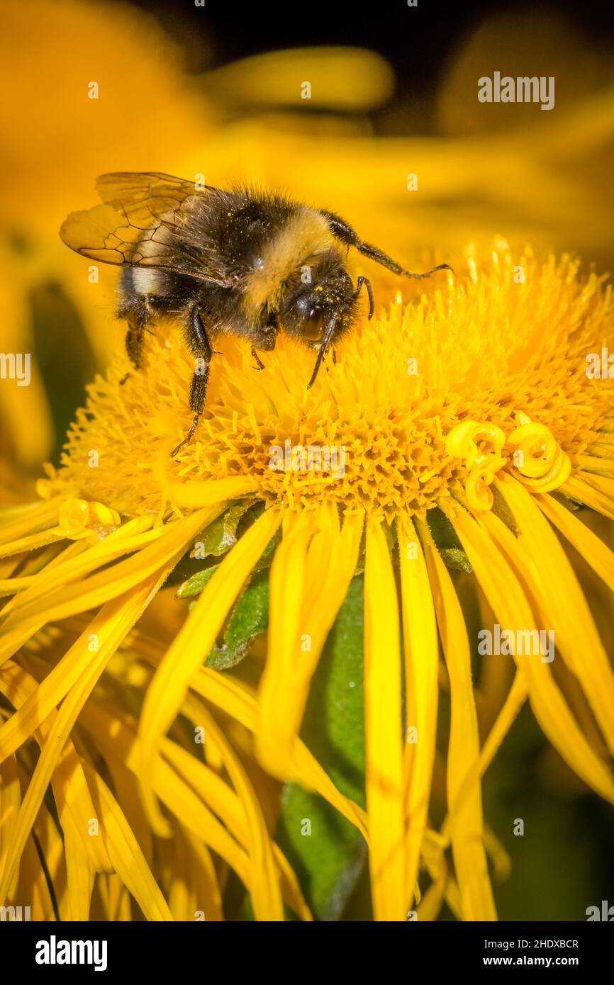 bumblebee, pollination, bumblebees, pollinations Stock Photo - Alamy