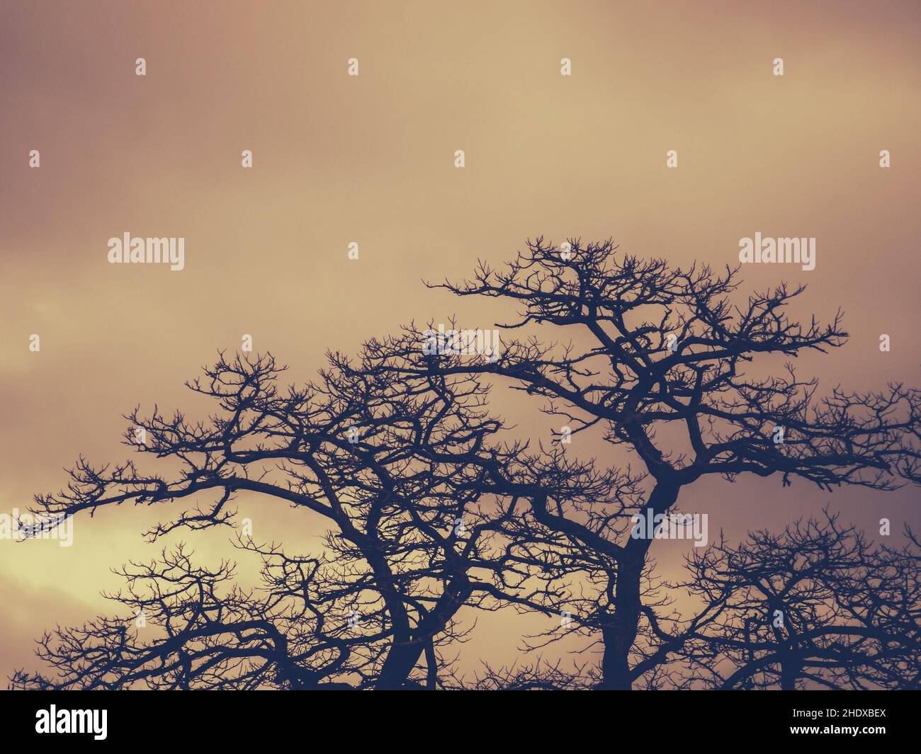 silhouette, spooky, branches, silhouettes, sinister , spookies, twiggs ...