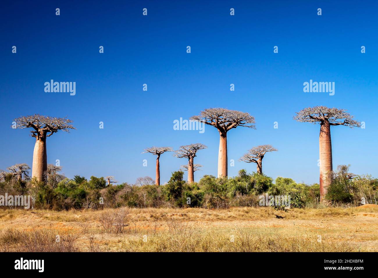 baobab tree, madagascar, baobab trees, madagascars Stock Photo - Alamy