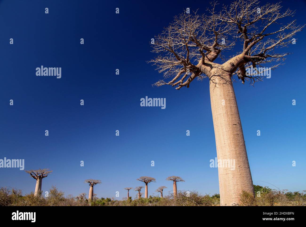 baobab tree, madagascar, baobab trees, madagascars Stock Photo - Alamy