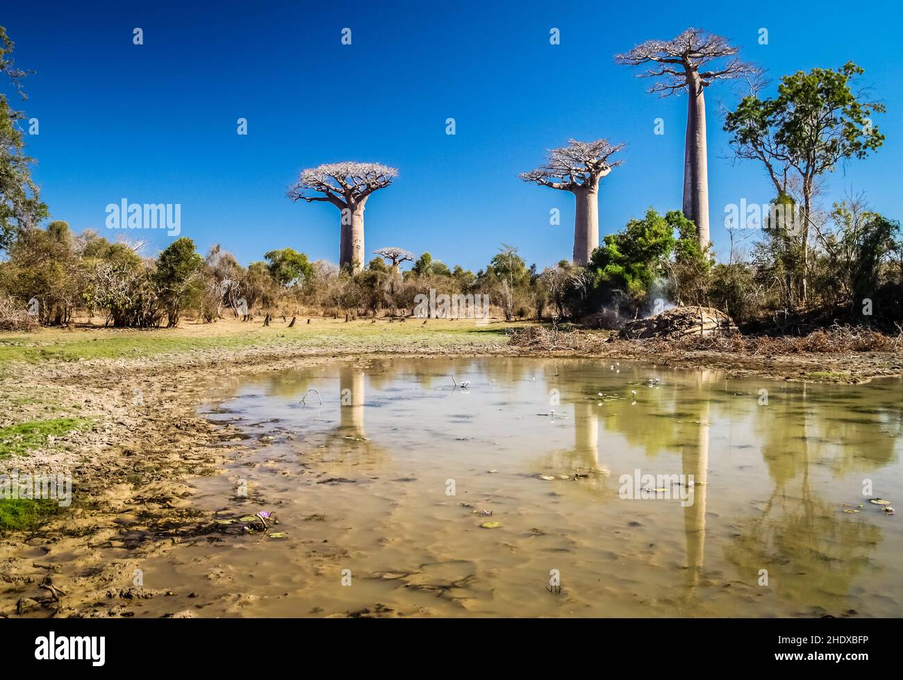 baobab tree, madagascar, baobab trees, madagascars Stock Photo - Alamy