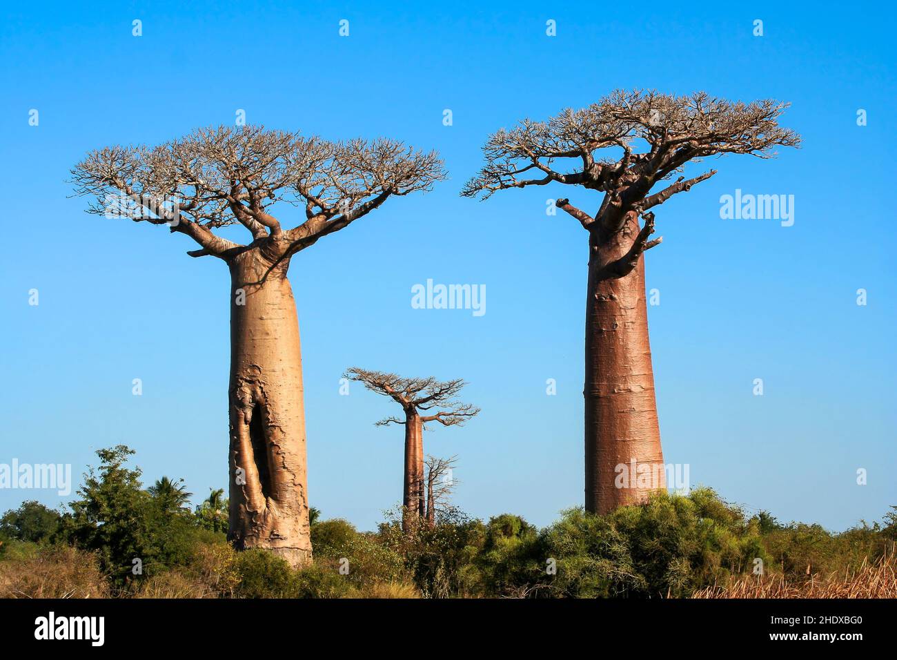 baobab tree, madagascar, baobab trees, madagascars Stock Photo - Alamy