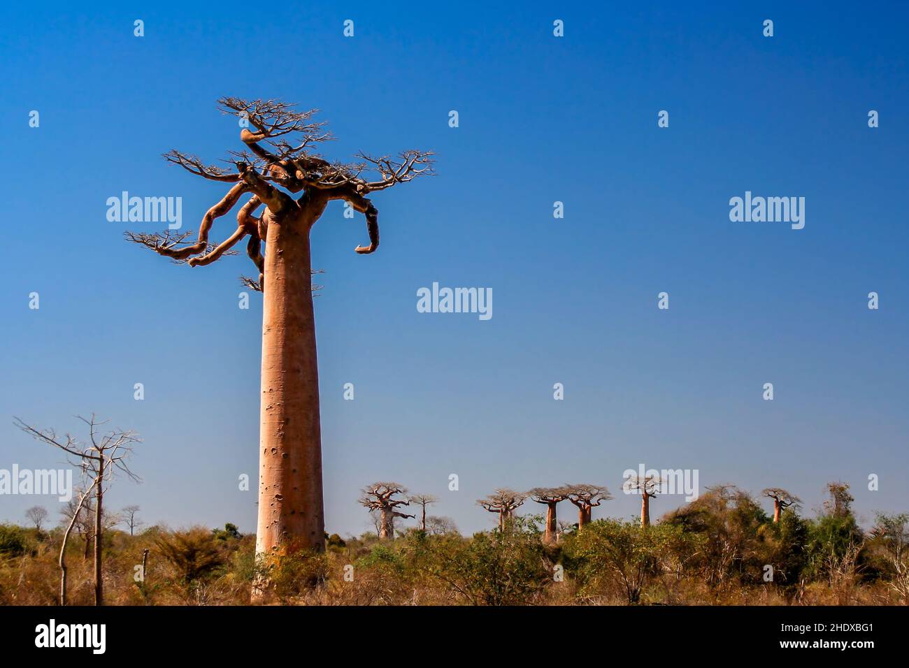 baobab tree, madagascar, baobab trees, madagascars Stock Photo - Alamy