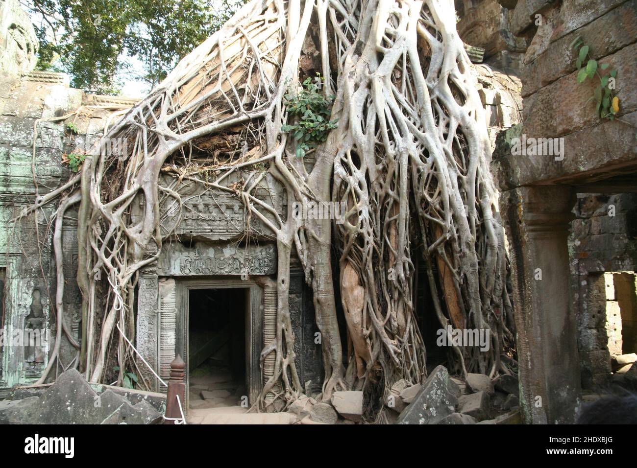 temple, tomb, tree root, ta phrom, temples, tombs, tree roots, ta ...