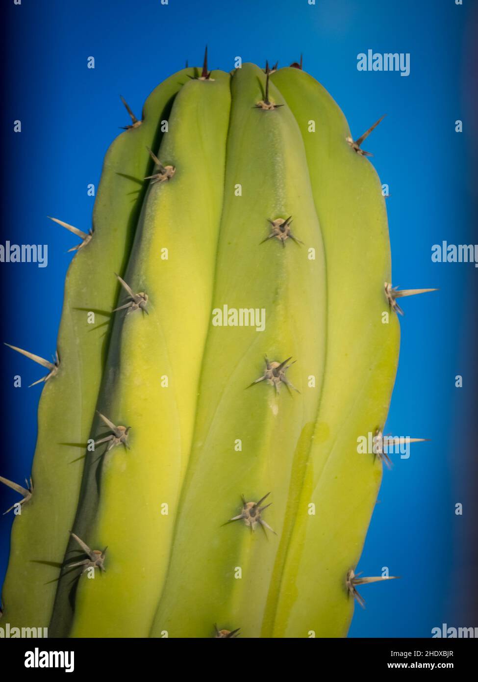 cactus, thorn, spine Stock Photo - Alamy