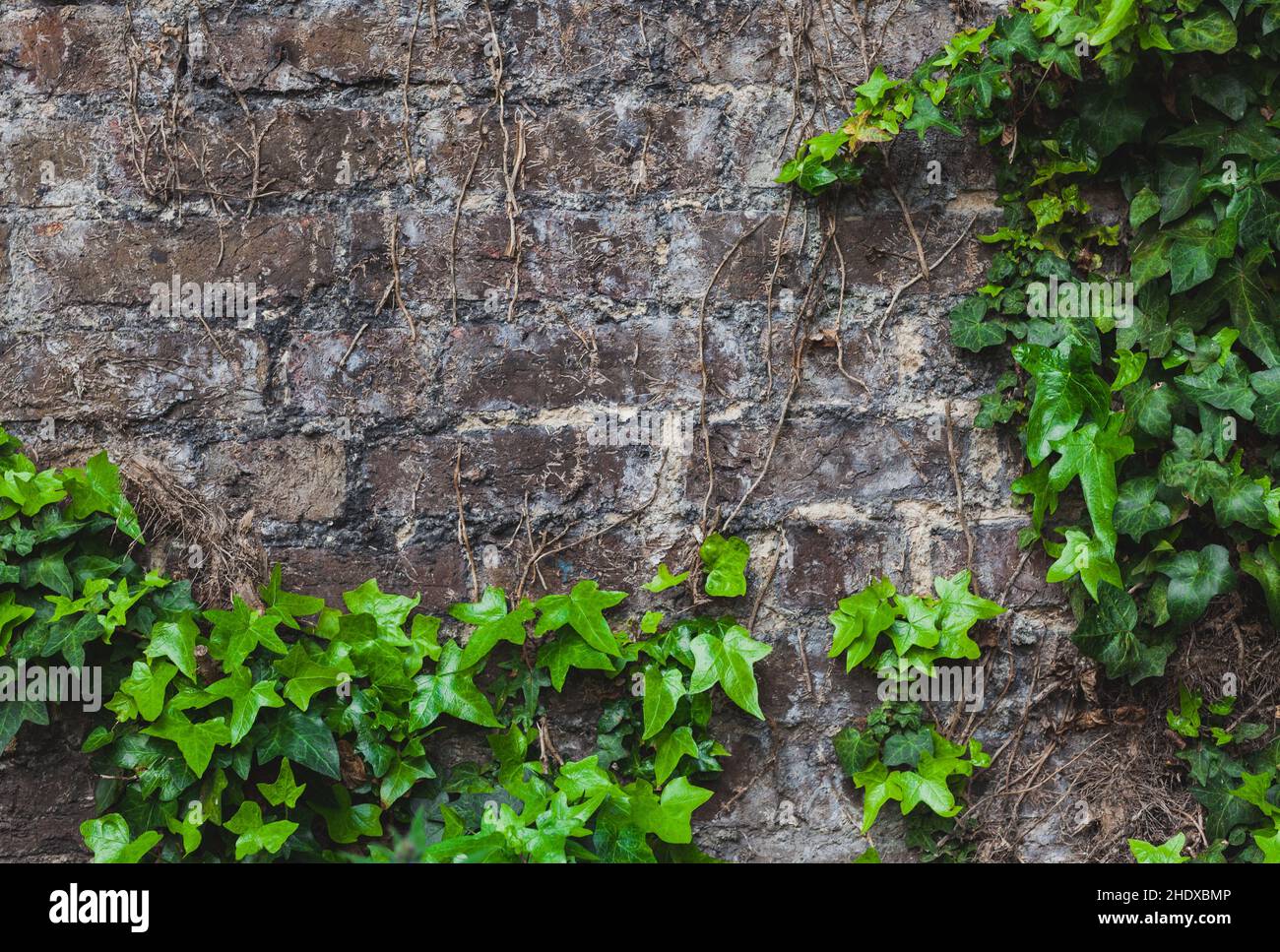 backgrounds, wall, ivy, background, walls, ivies Stock Photo - Alamy