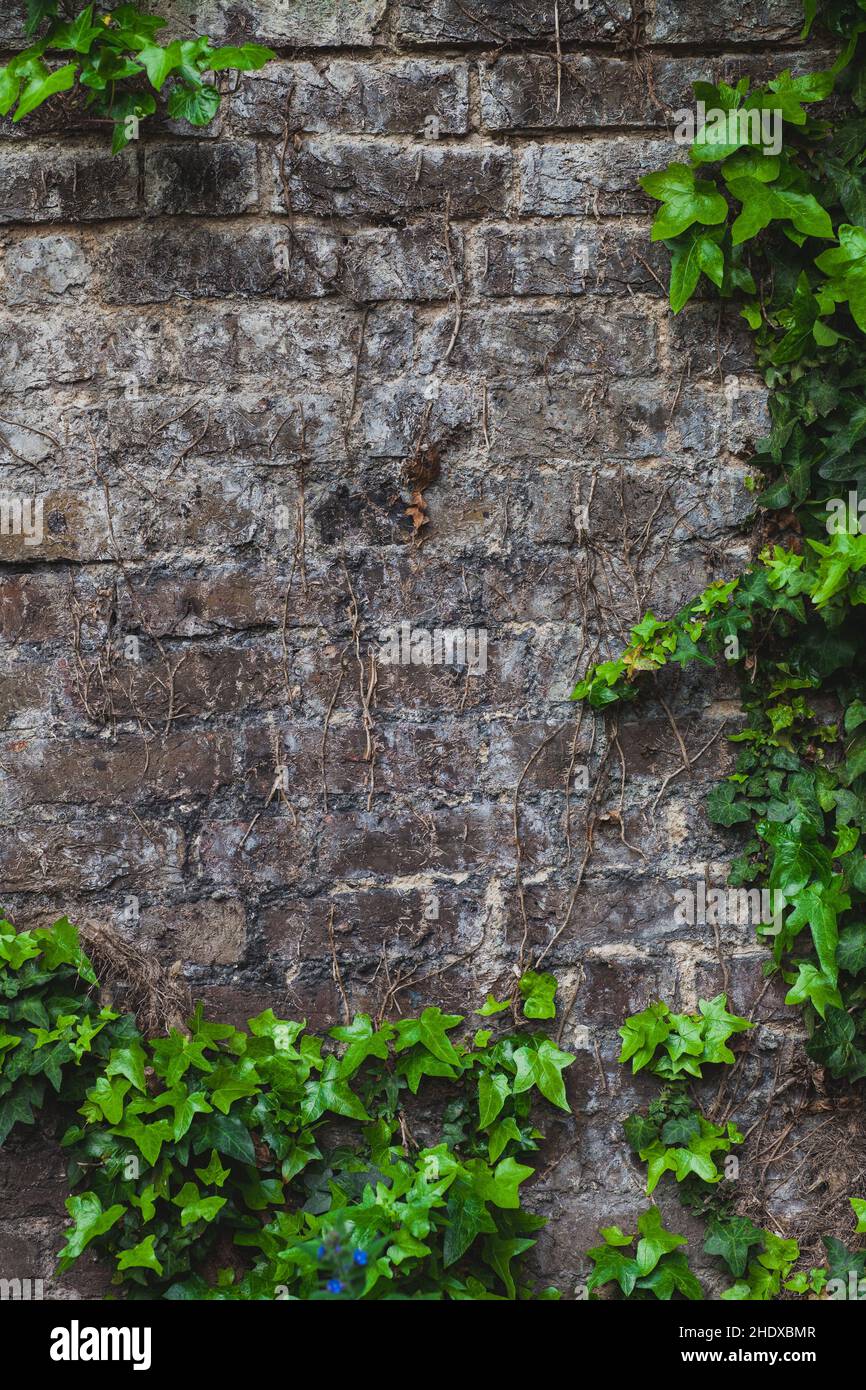 backgrounds, wall, ivy, background, walls, ivies Stock Photo - Alamy