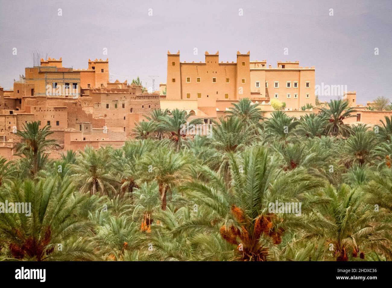 Tal palm hi-res stock photography and images - Alamy