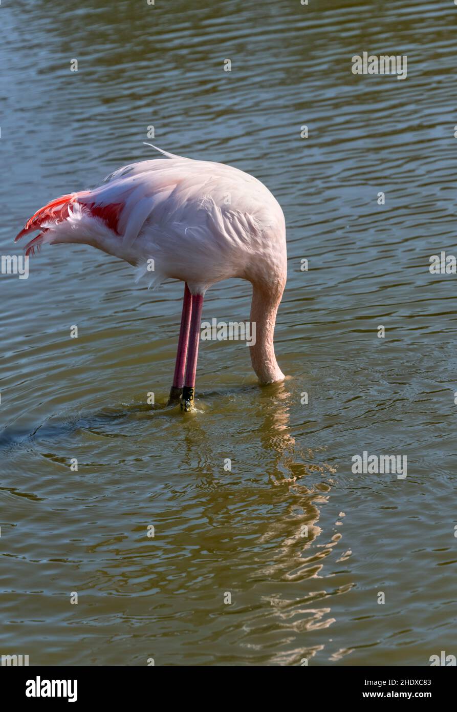 Greater Pink Flamingo, Camargue, France Stock Photo - Alamy