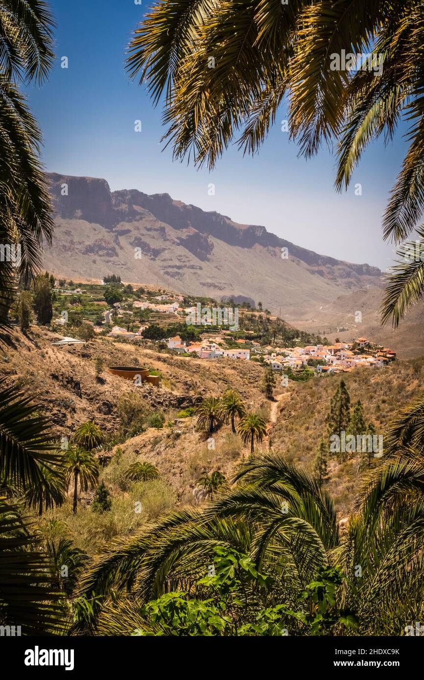 palms, grand canary, fataga, palm tree, gran canarias, grand canaries ...