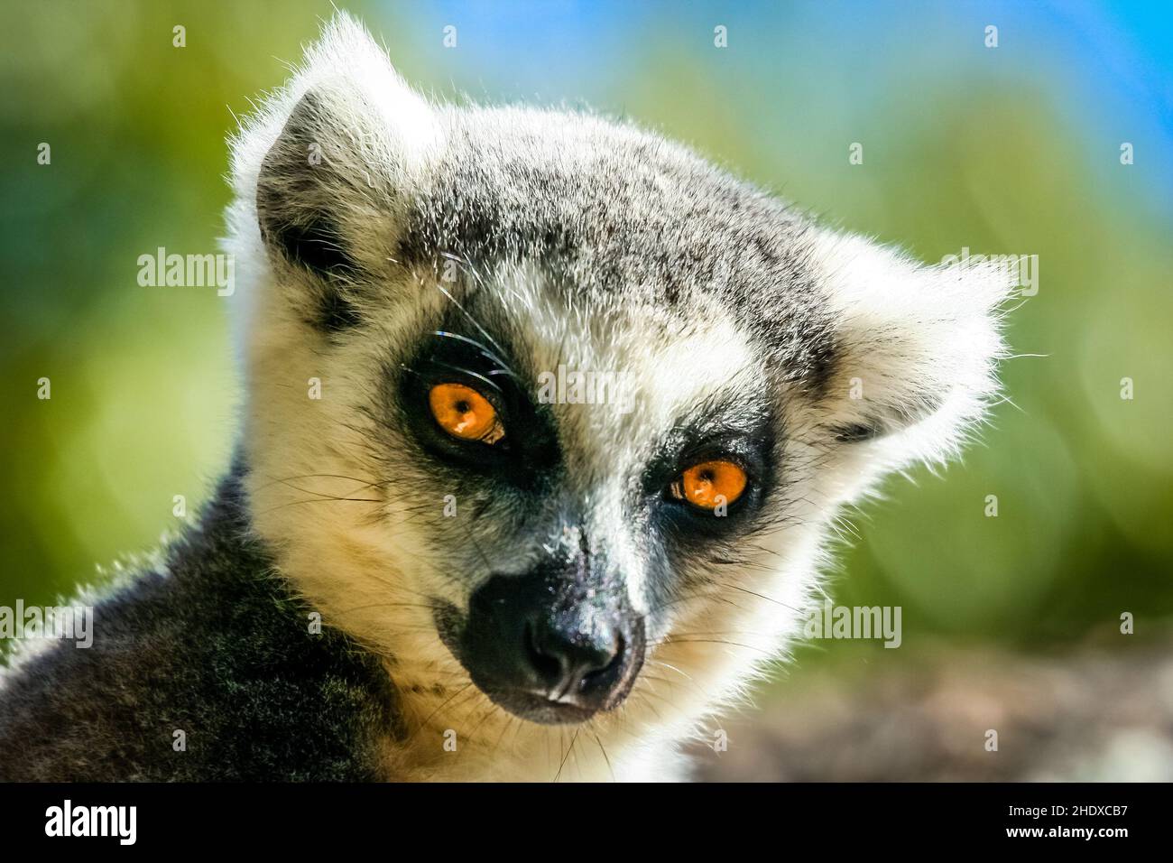 animal portrait, lemur, animal portraits, lemurs Stock Photo - Alamy
