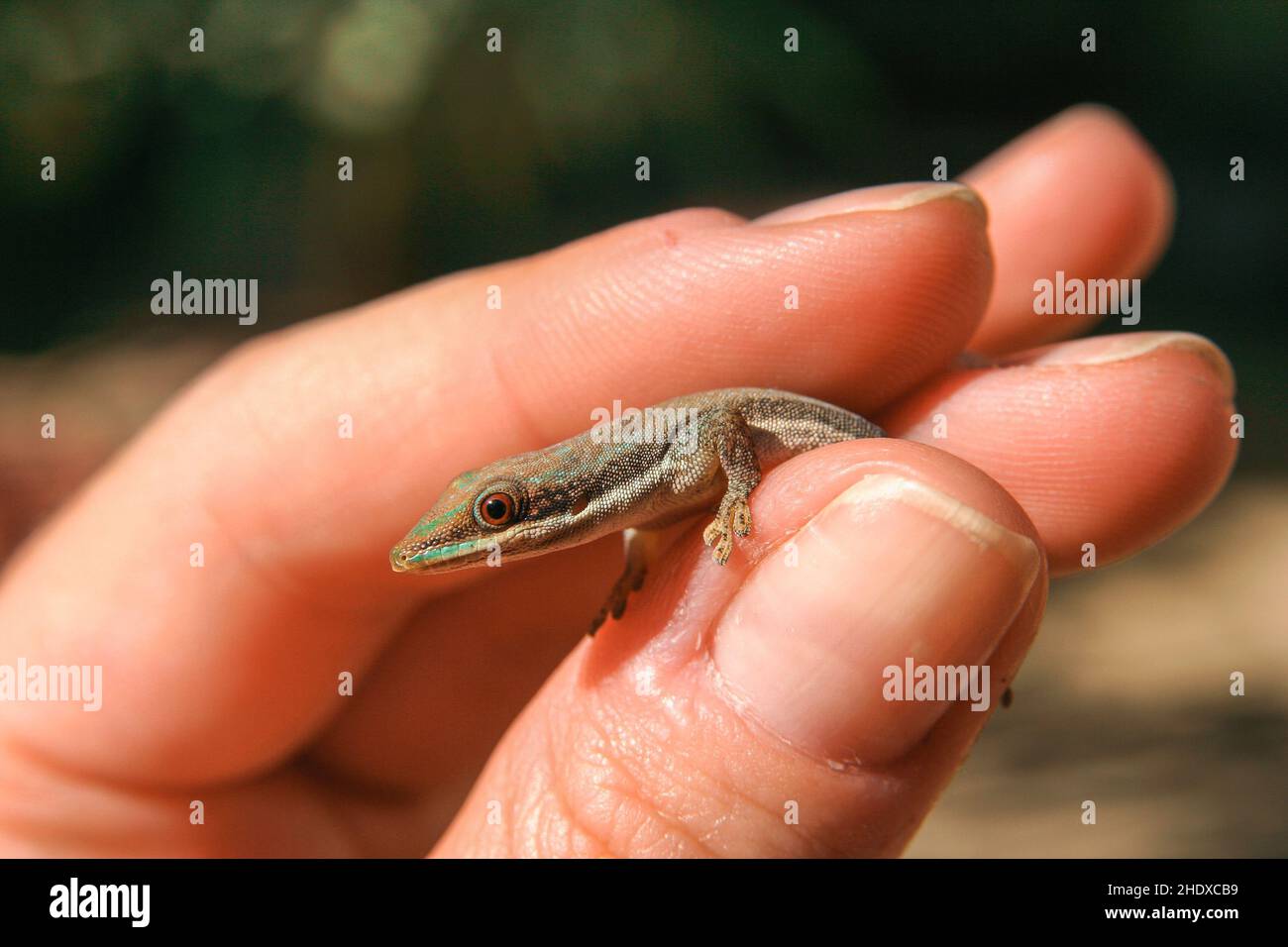Lizard hand hi-res stock photography and images - Alamy