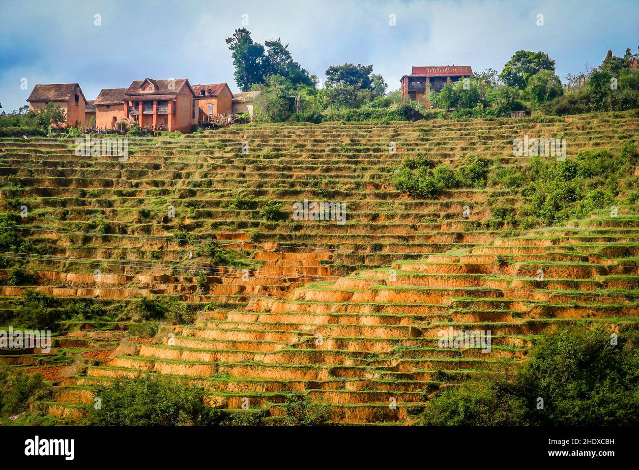 paddy, rice cultivation, rice terraces, paddies, rice paddy, rice ...