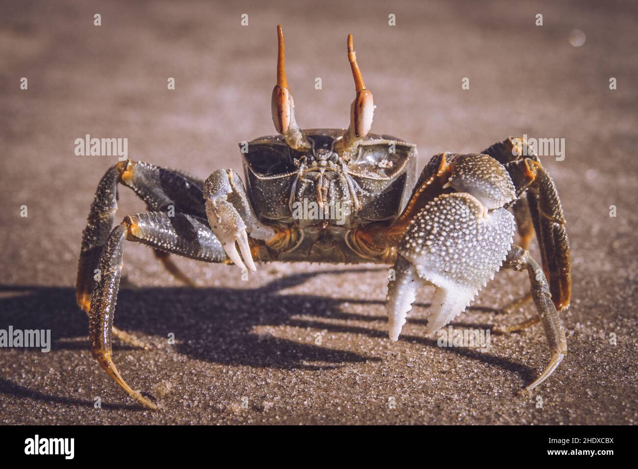 madagascar, giant crab, madagascars Stock Photo - Alamy