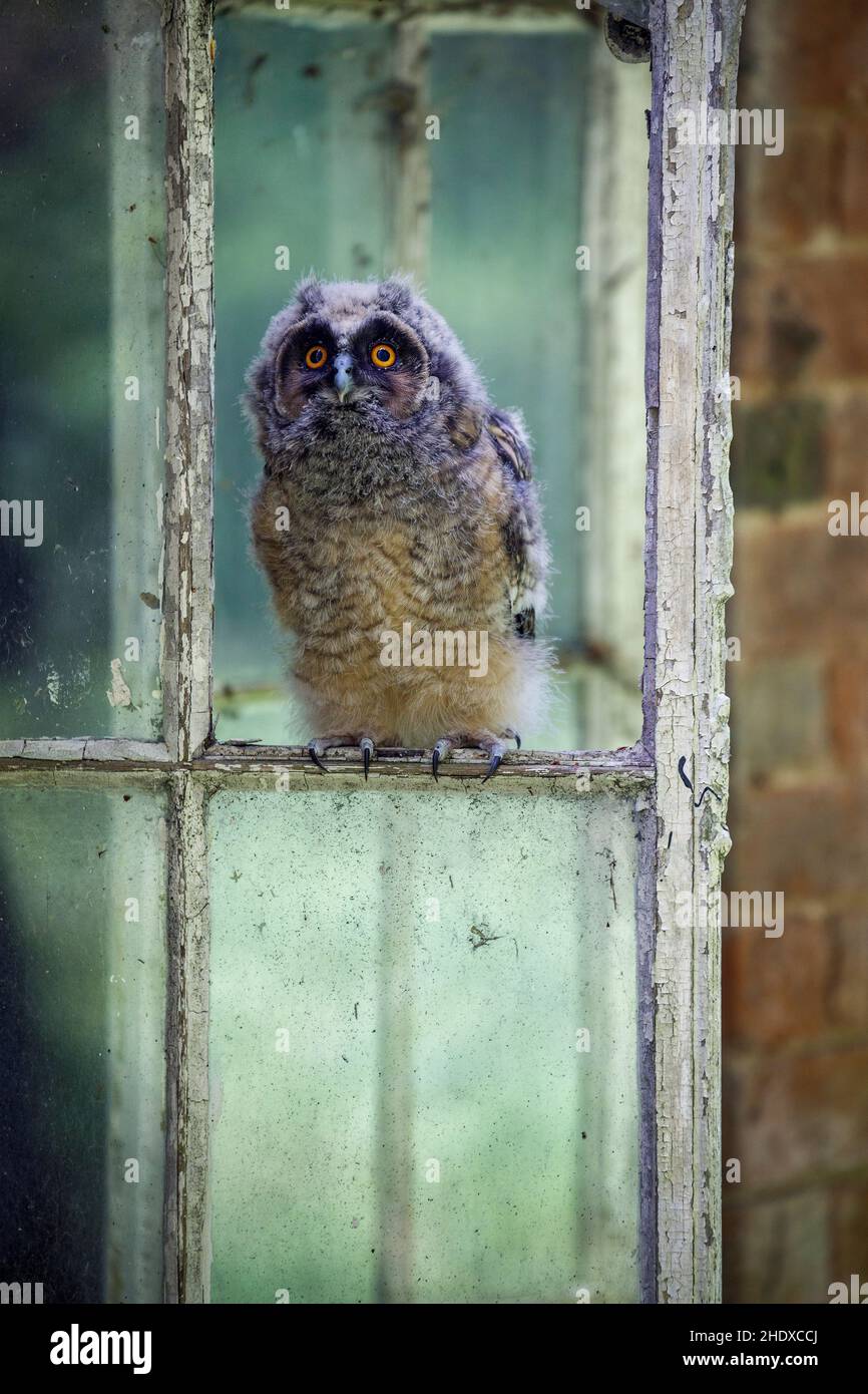 Owl building hi-res stock photography and images - Alamy