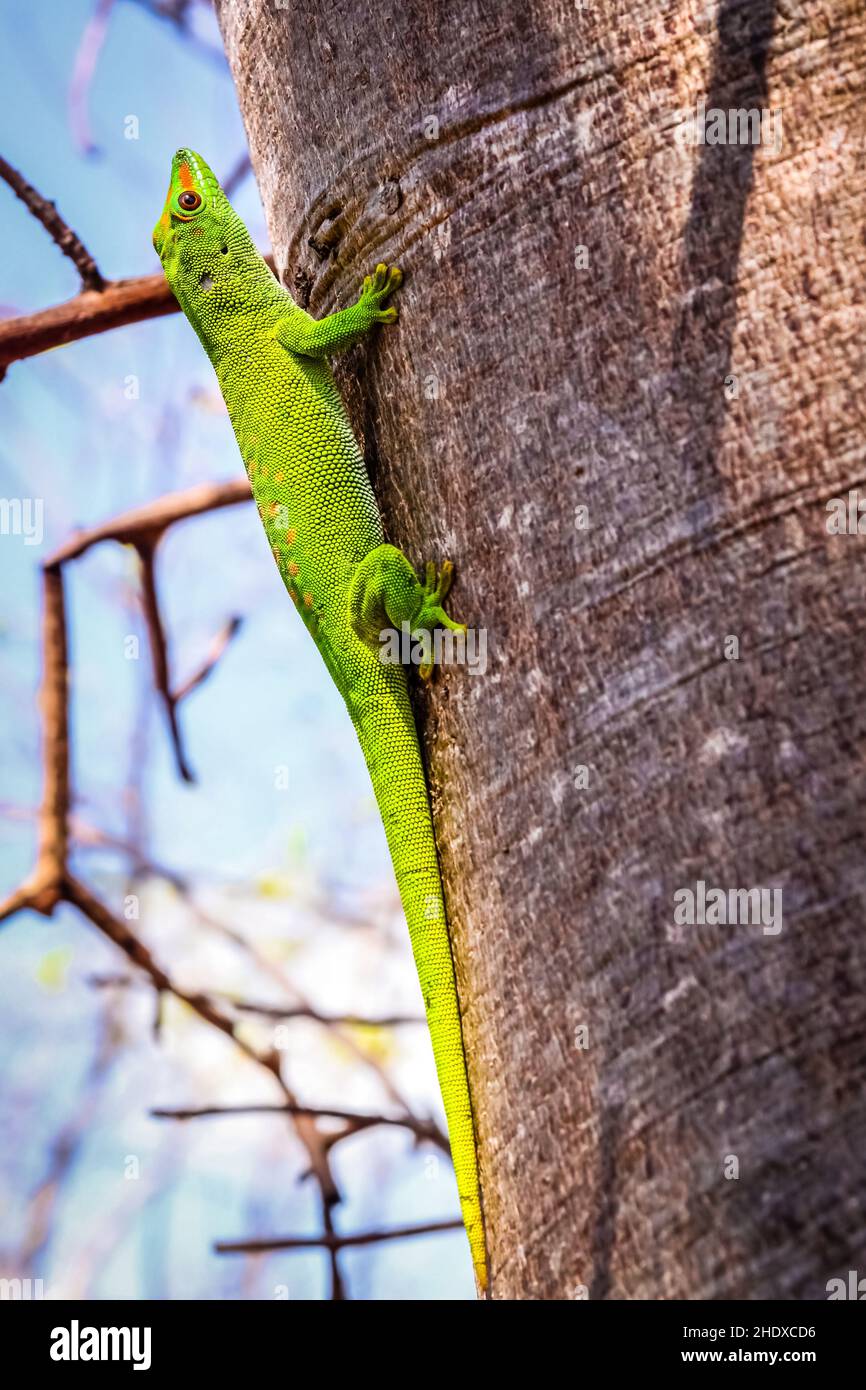 day gecko, madagascar day gecko, day geckos Stock Photo - Alamy