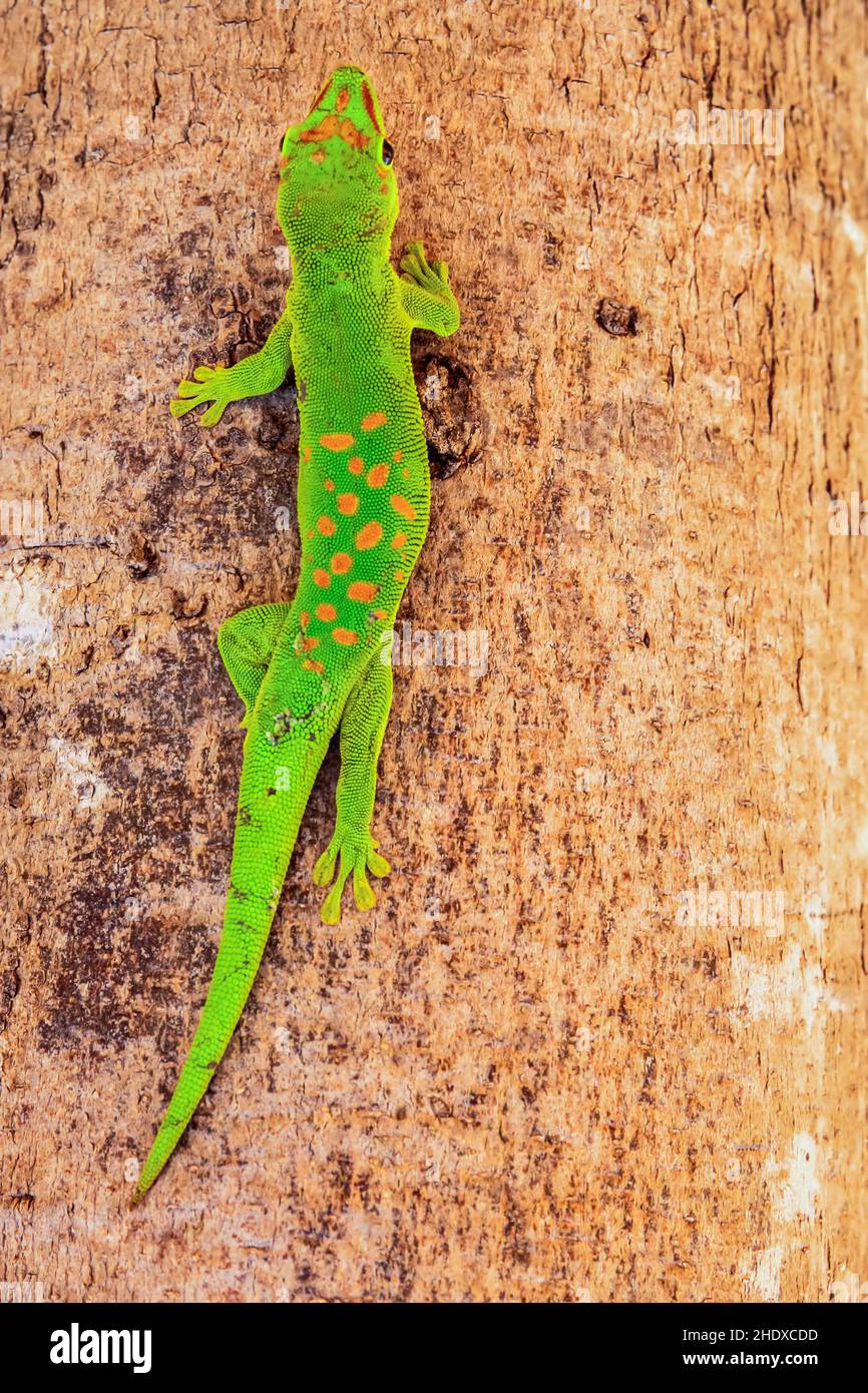 day gecko, madagascar day gecko, day geckos Stock Photo - Alamy