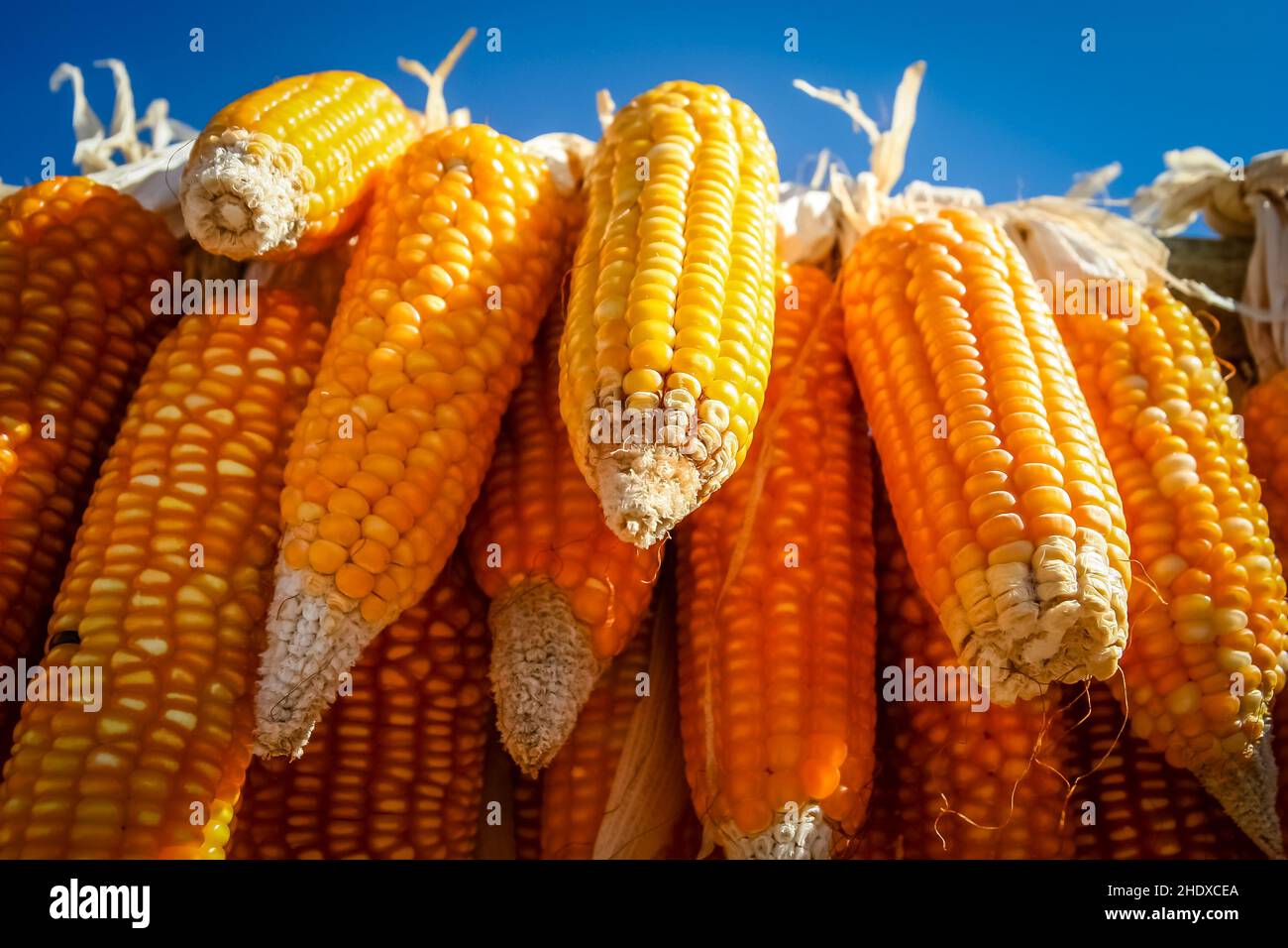 maize cob, corn on the cobs Stock Photo - Alamy