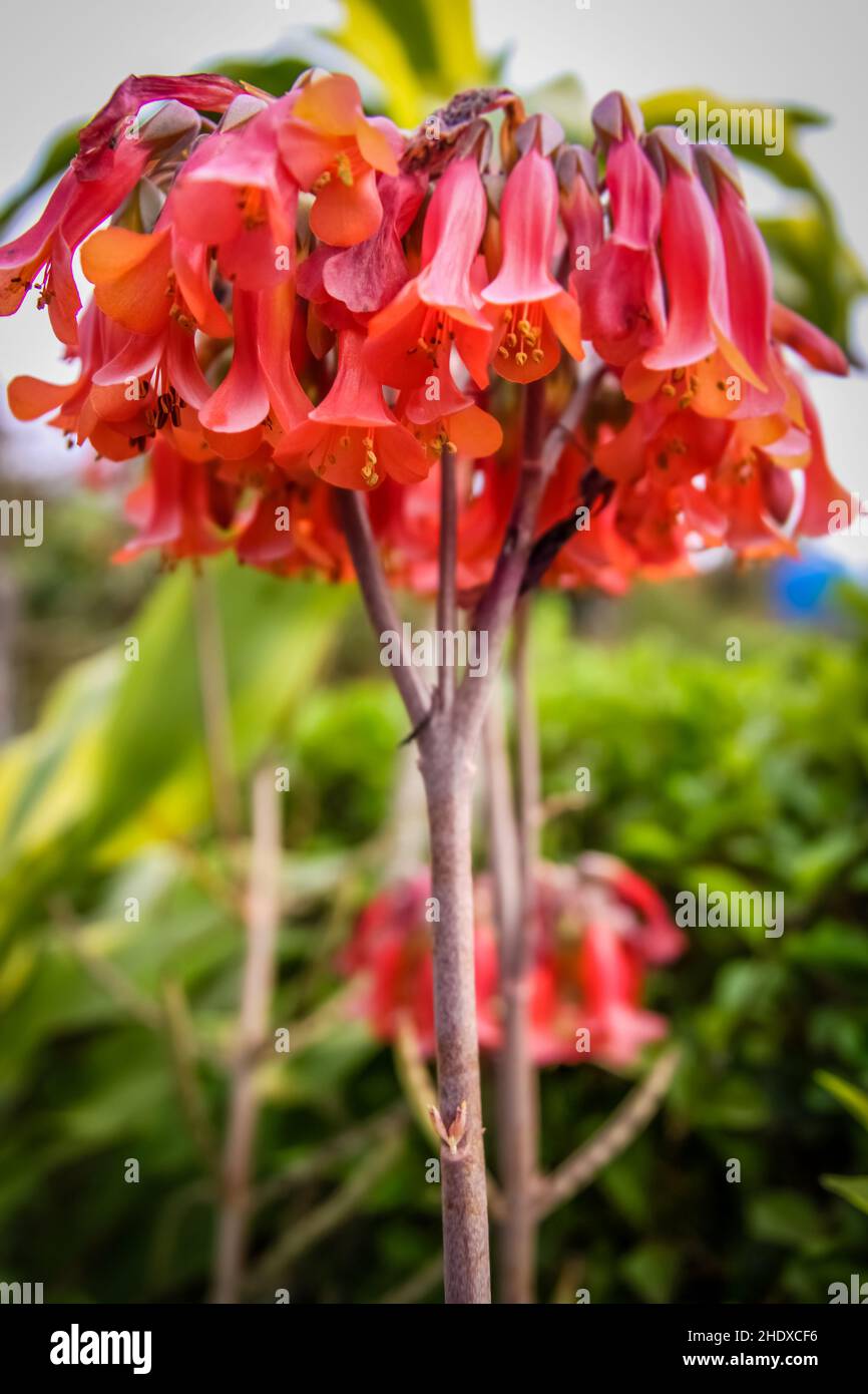 medicinal plant, Bryophyllum, medicinal plants Stock Photo - Alamy