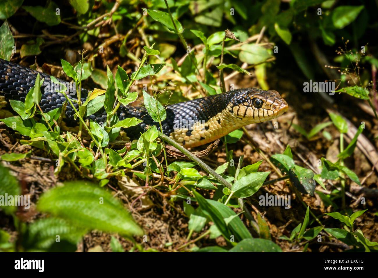 1 snake hi-res stock photography and images - Alamy