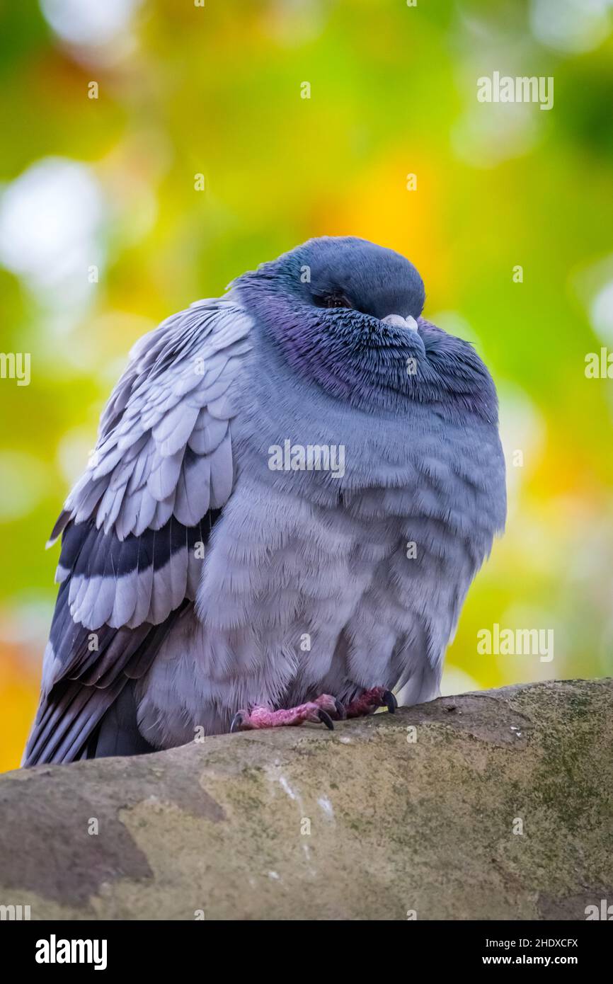 dove, fluff, doves, fluffing Stock Photo - Alamy