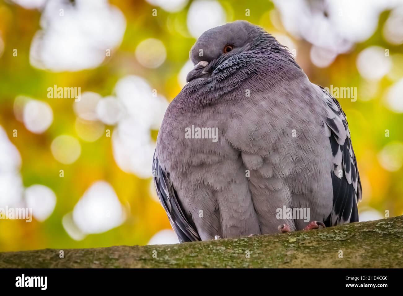 resting, dove, rest, doves Stock Photo - Alamy