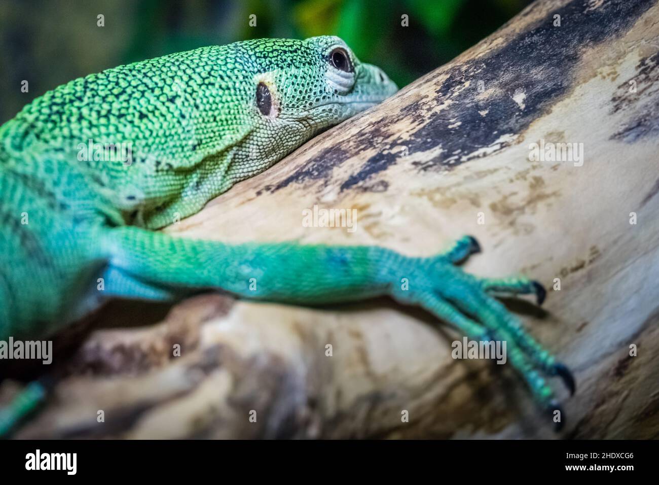 lizard, gecko, lizards, geckos Stock Photo - Alamy