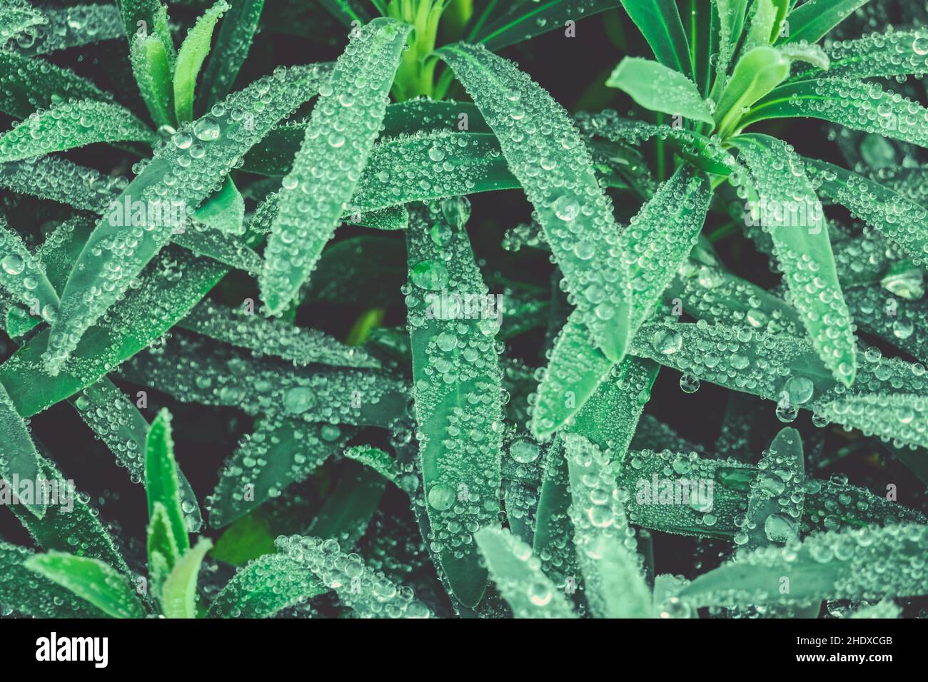 plant, waterdrop, plants, drop of water, water drop, waterdrops Stock ...