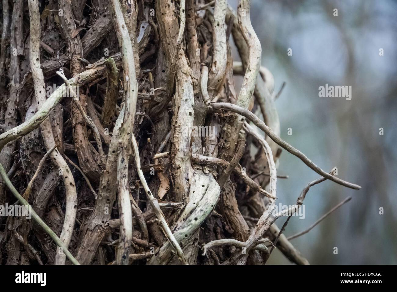 creeper plant, liana, roots, creeper plants, lianas, root Stock Photo ...
