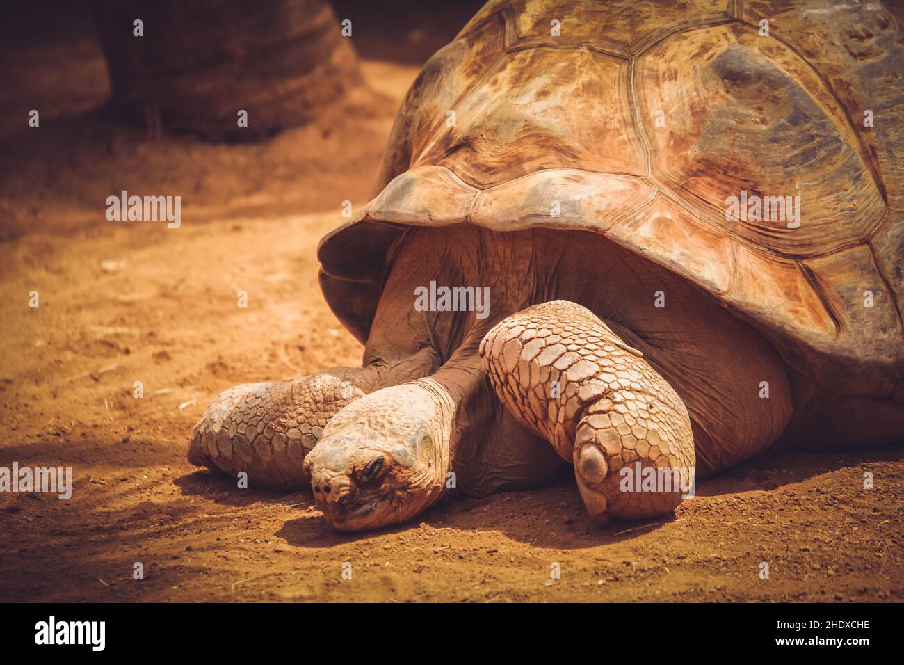 turtle, tortoise, turtles, tortoises Stock Photo - Alamy