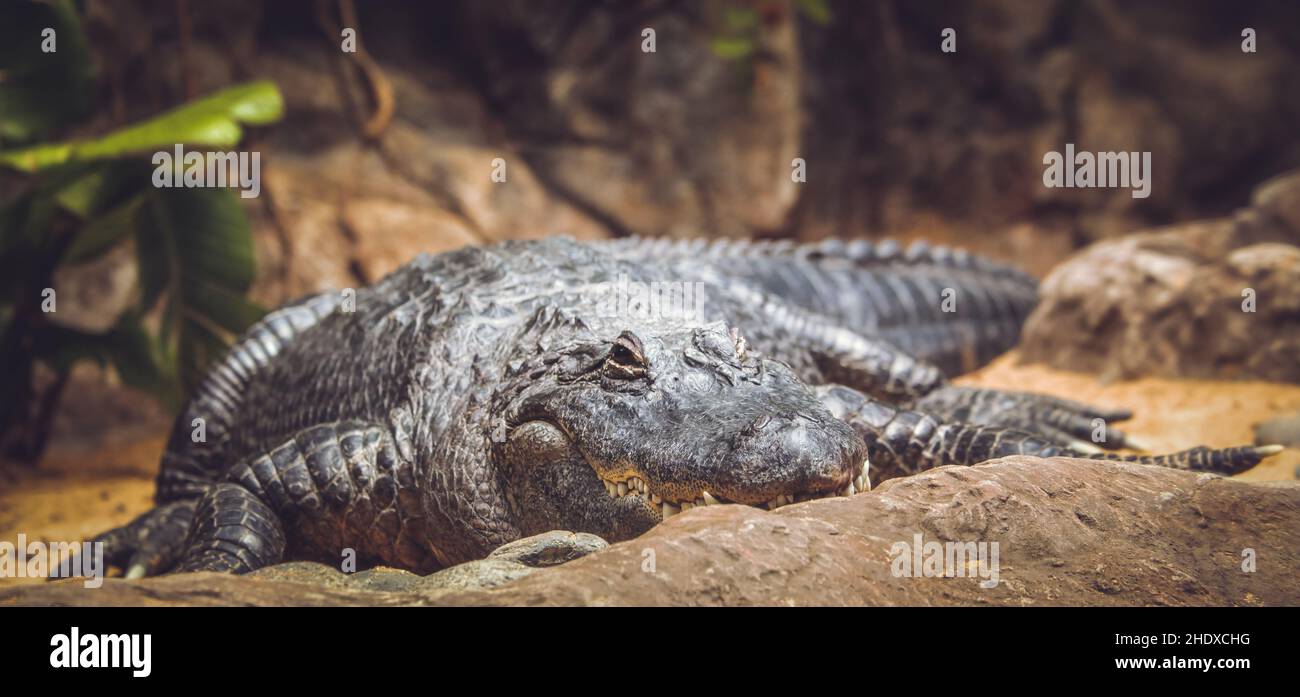 crocodile, alligator, alligators, crocodiles Stock Photo - Alamy