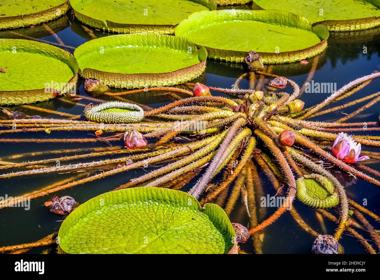 water lily, water lilies, waterlilie, waterlilies Stock Photo - Alamy