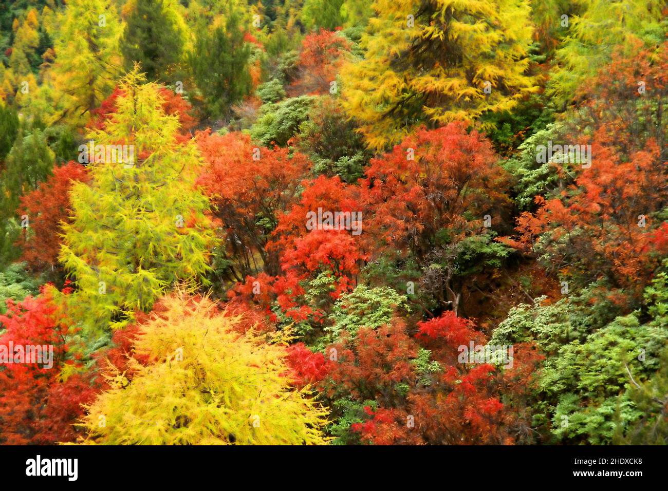 deciduous forest, autumn colors, autumn, deciduous forests, fall Stock ...