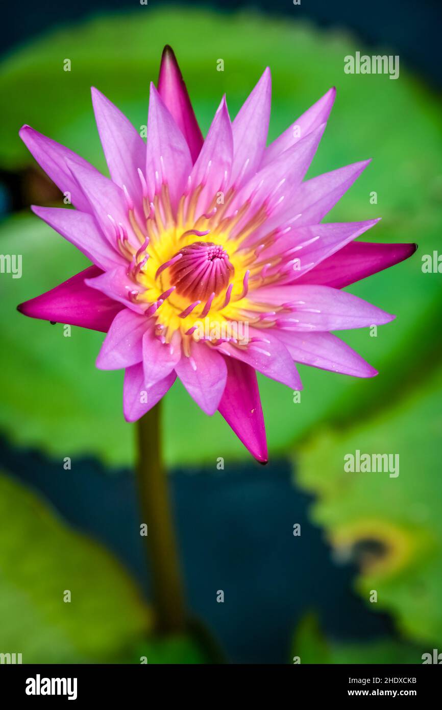 water lily, nymphaea, water lilies, waterlilie, waterlilies, nymphaeas ...