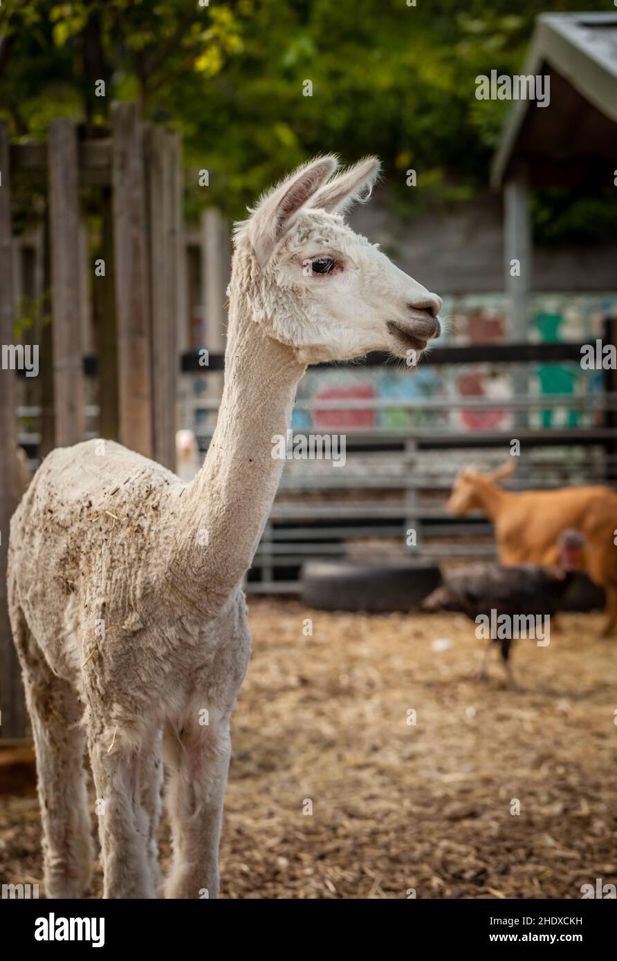 farm, alpaca, farms, homestead, alpacas Stock Photo - Alamy