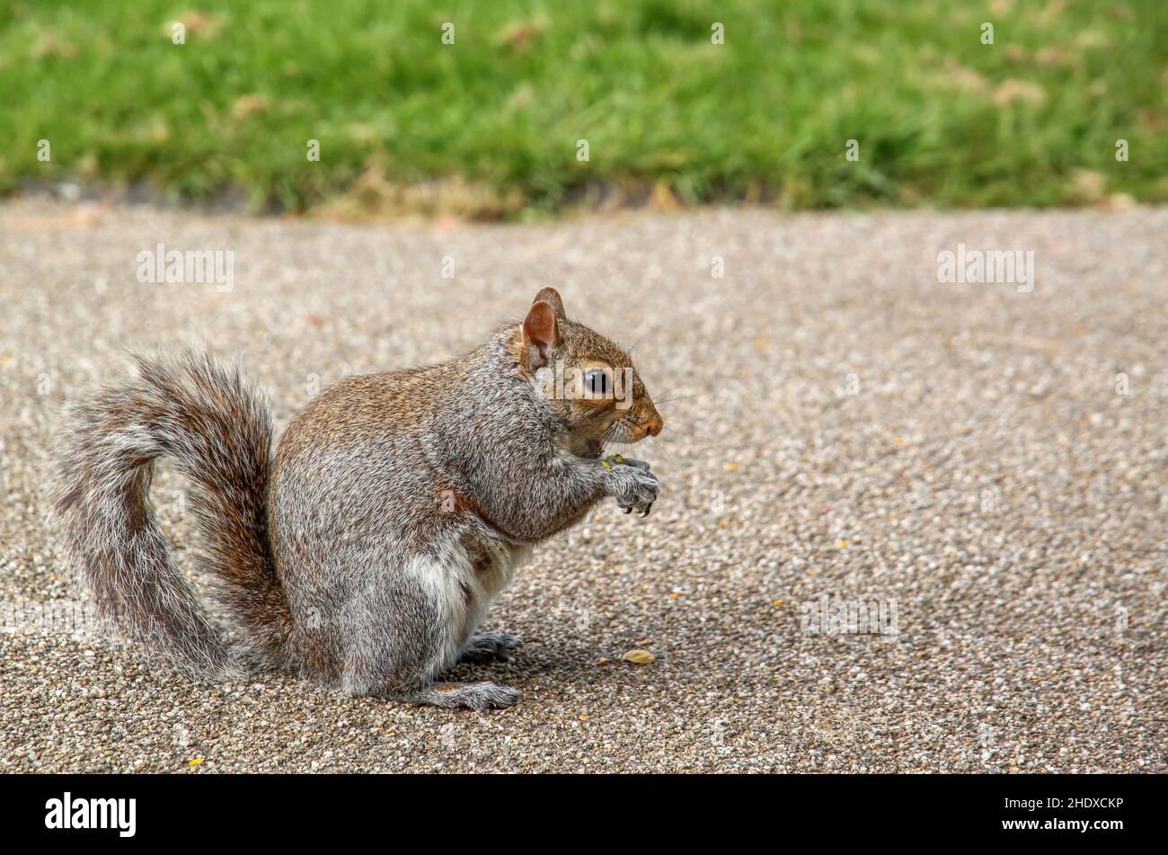 nibble, gray squirrel, nibbles, gray squirrels Stock Photo - Alamy