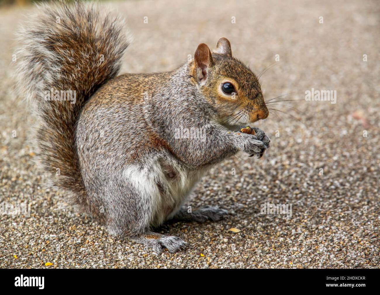 snack, gray squirrel, snacks, gray squirrels Stock Photo - Alamy