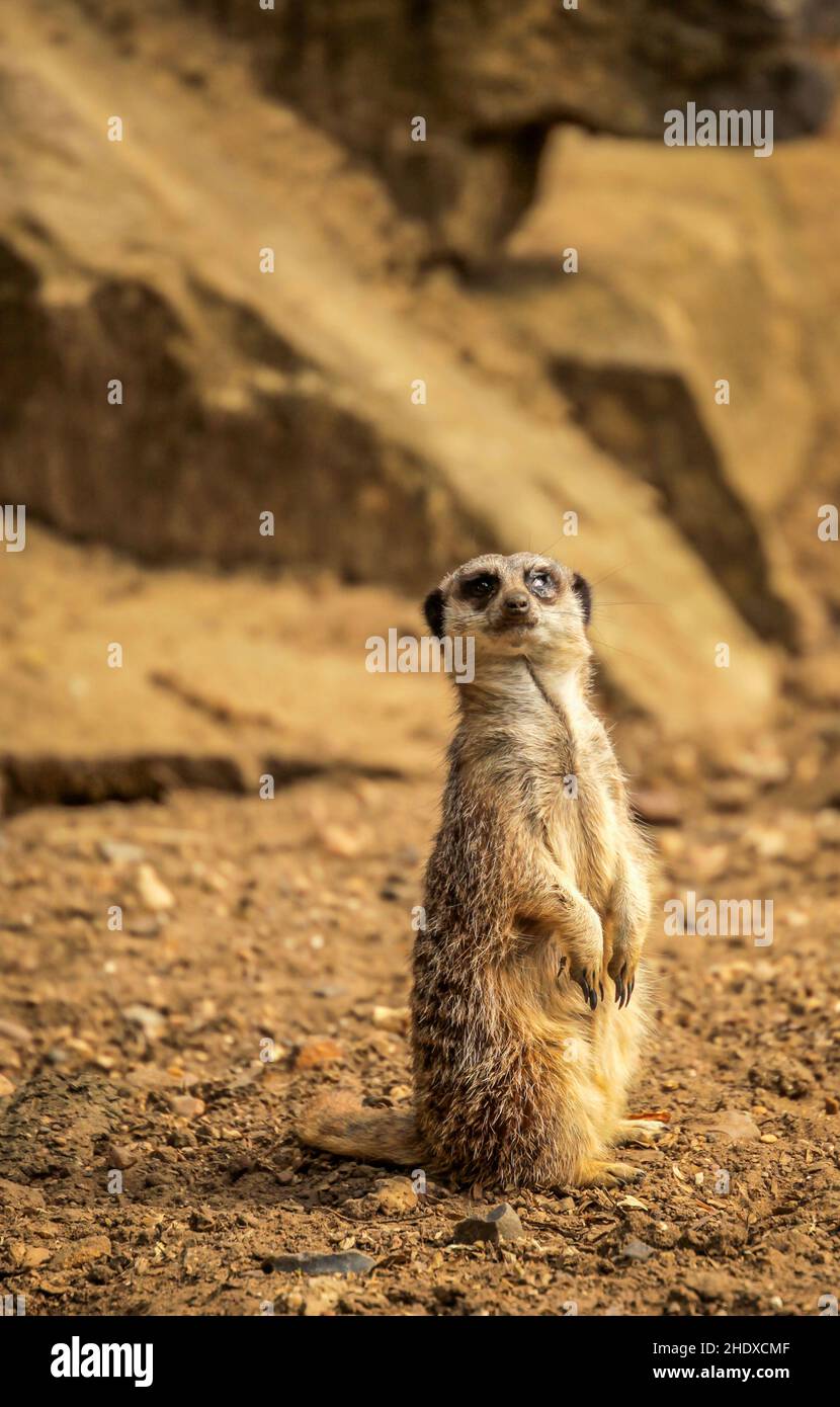 Meerkat guards hi-res stock photography and images - Alamy