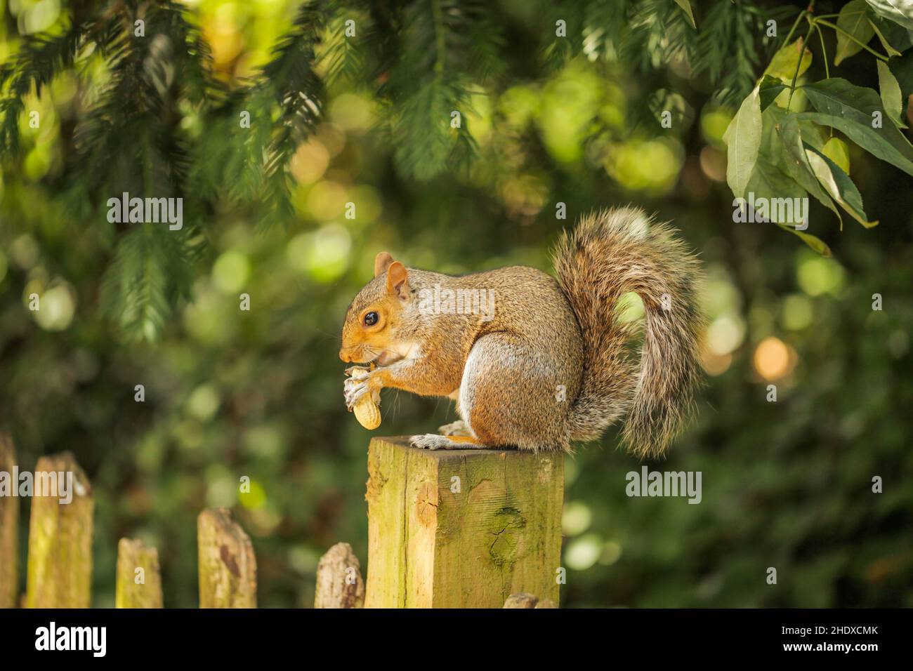 peanut, nibble, gray squirrel, peanuts, nibbles, gray squirrels Stock ...