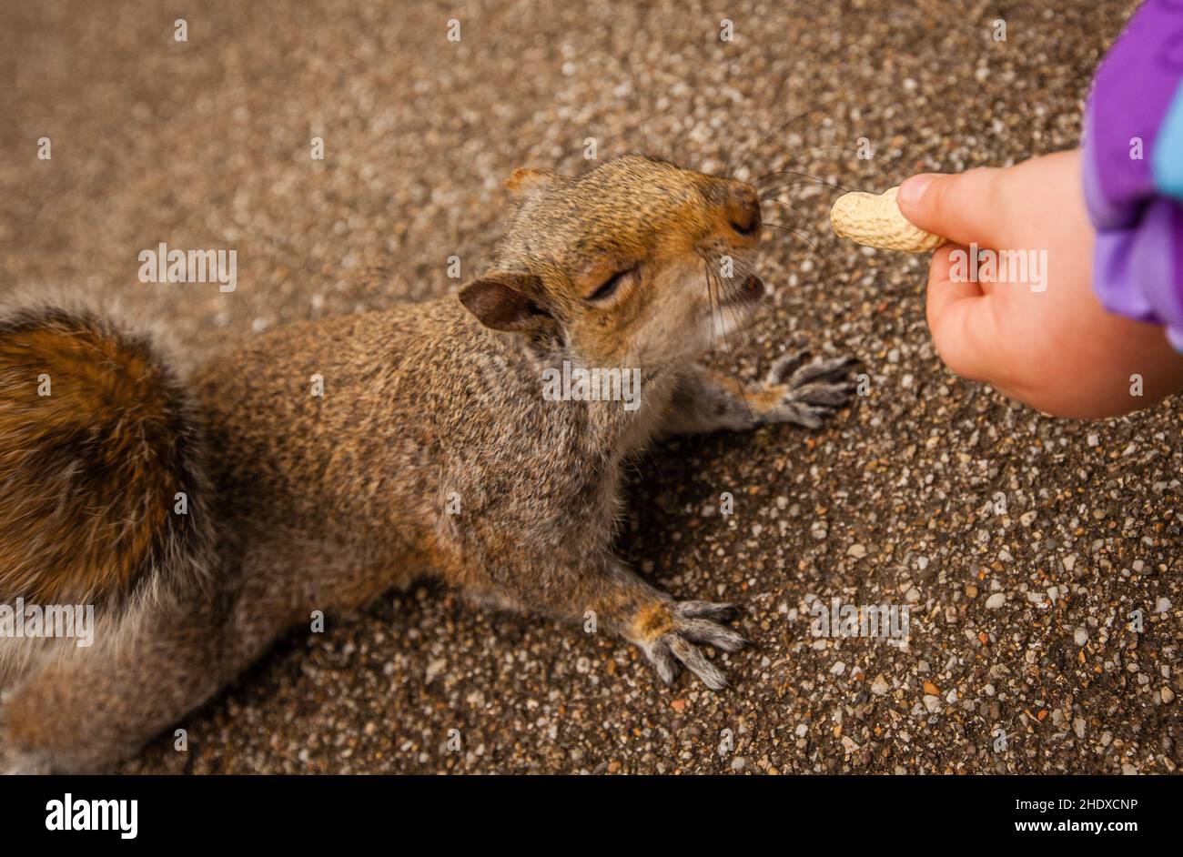 feeding, gray squirrel, feed, feedings, gray squirrels Stock Photo - Alamy