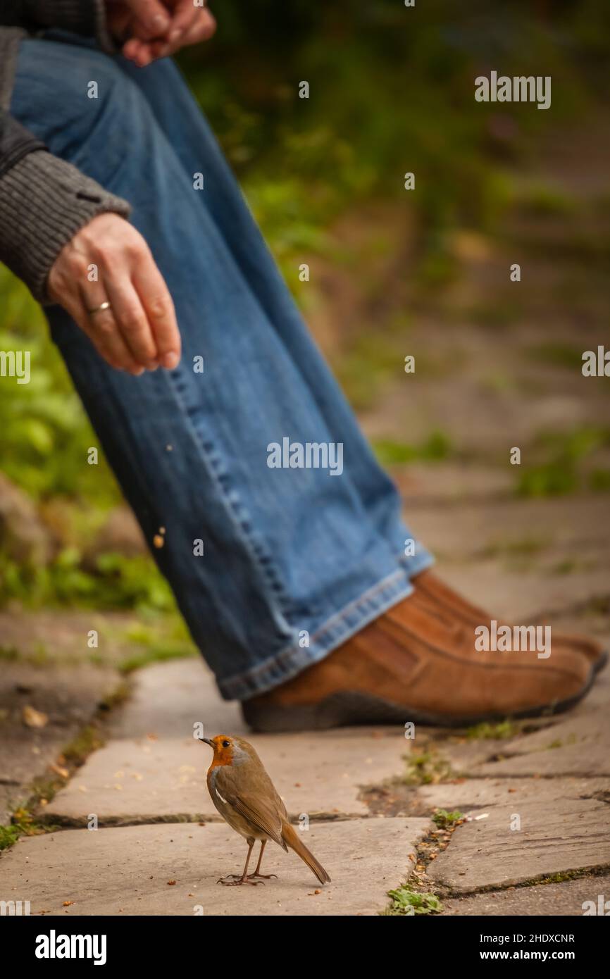 Robin hand feeding hi-res stock photography and images - Alamy