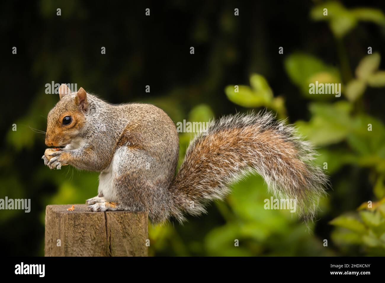 nibble, gray squirrel, nibbles, gray squirrels Stock Photo - Alamy