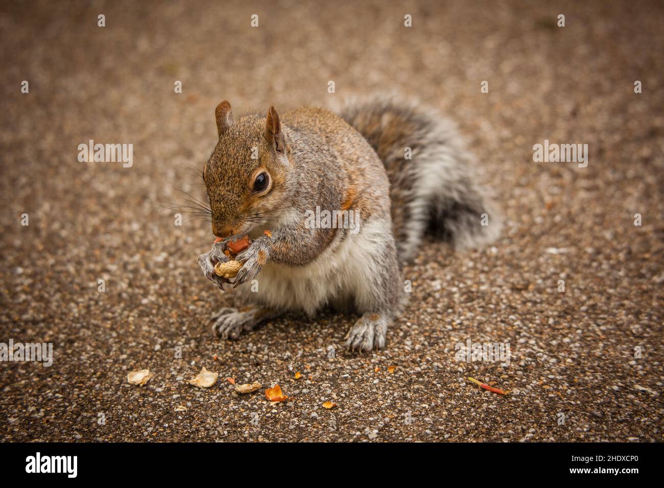 peanut, nibble, gray squirrel, peanuts, nibbles, gray squirrels Stock Photo - Alamy