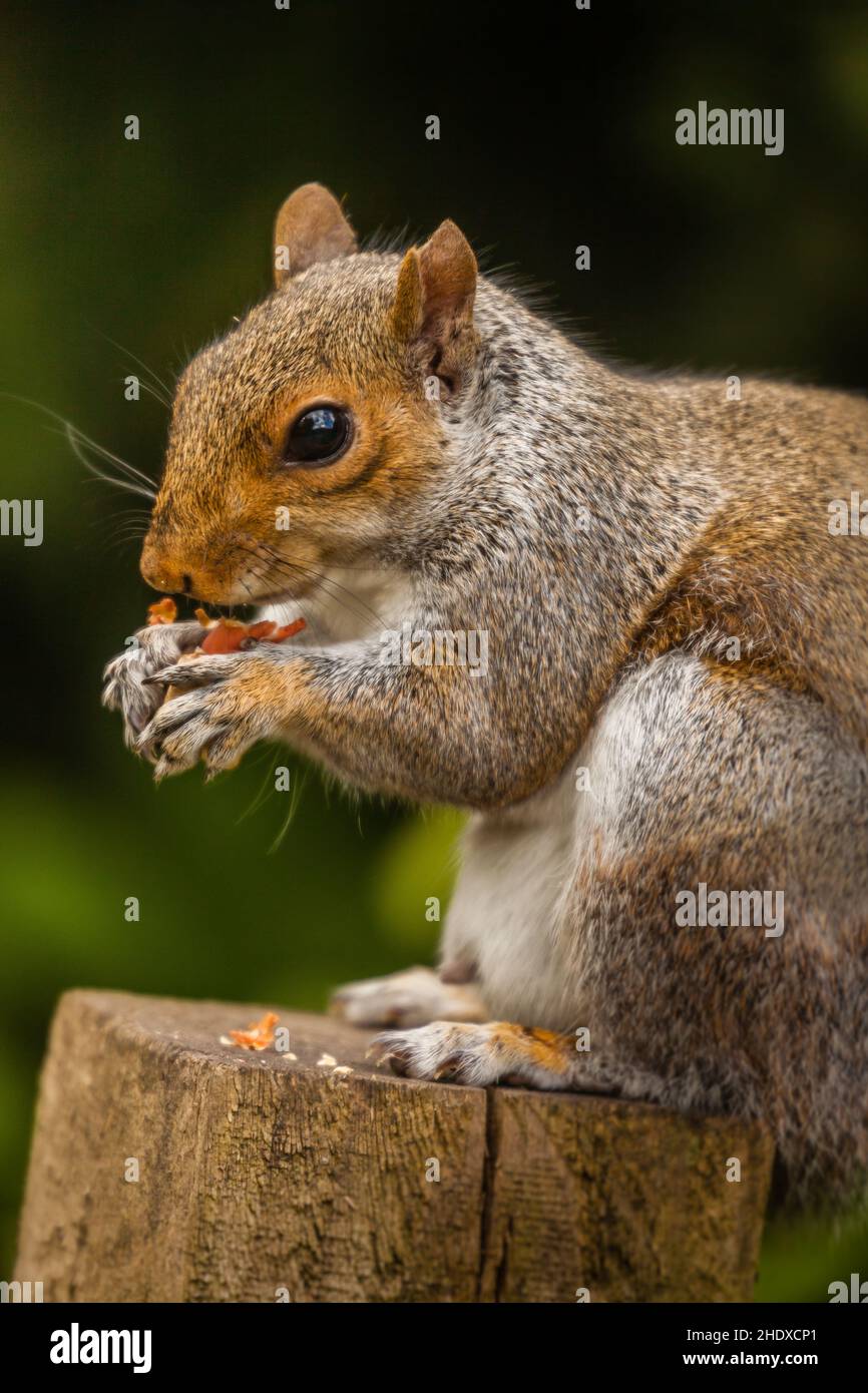 squirrel, rodent, squirrels, rodents Stock Photo - Alamy