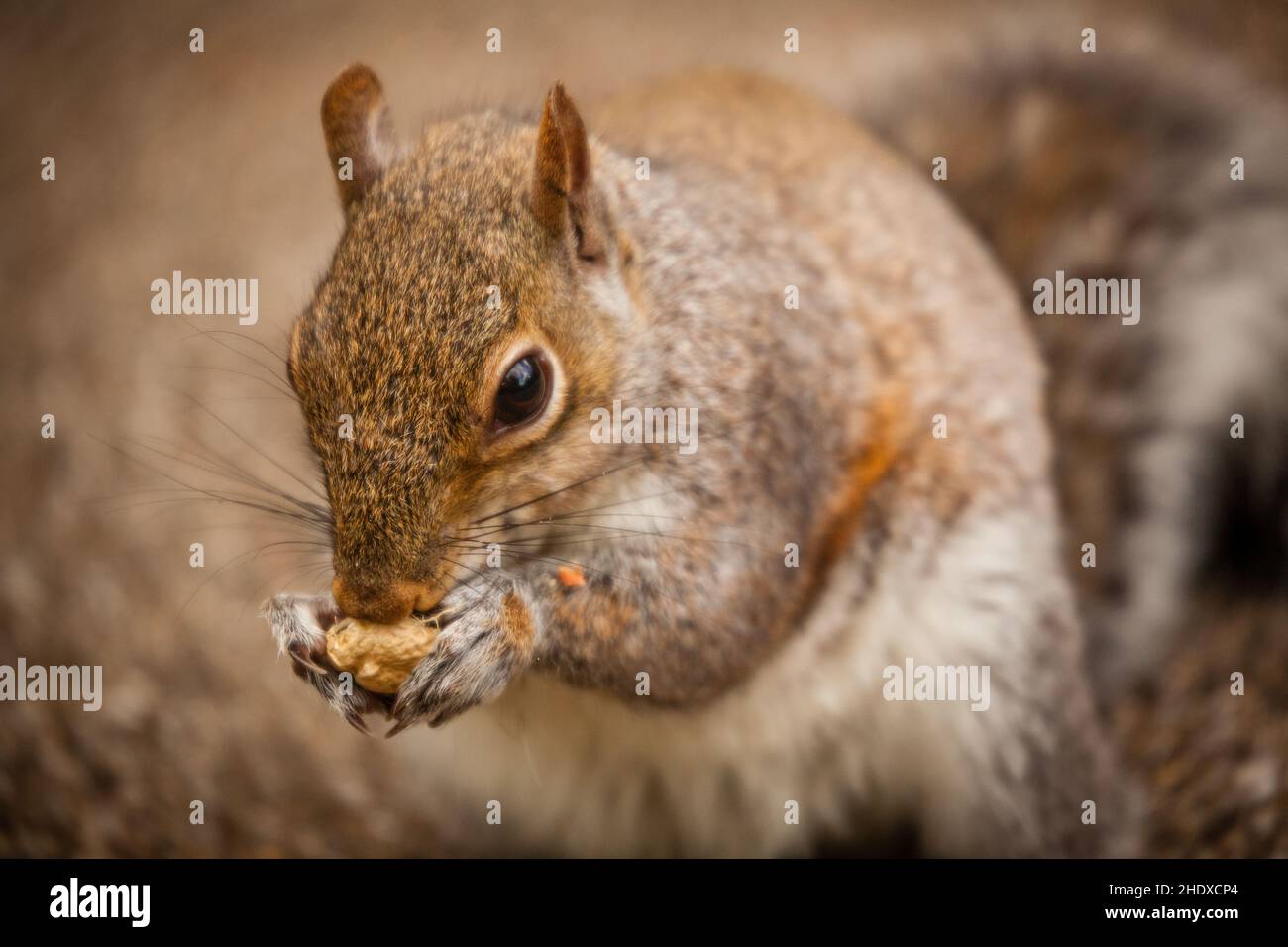 nibble, rodent, nibbles, rodents Stock Photo - Alamy