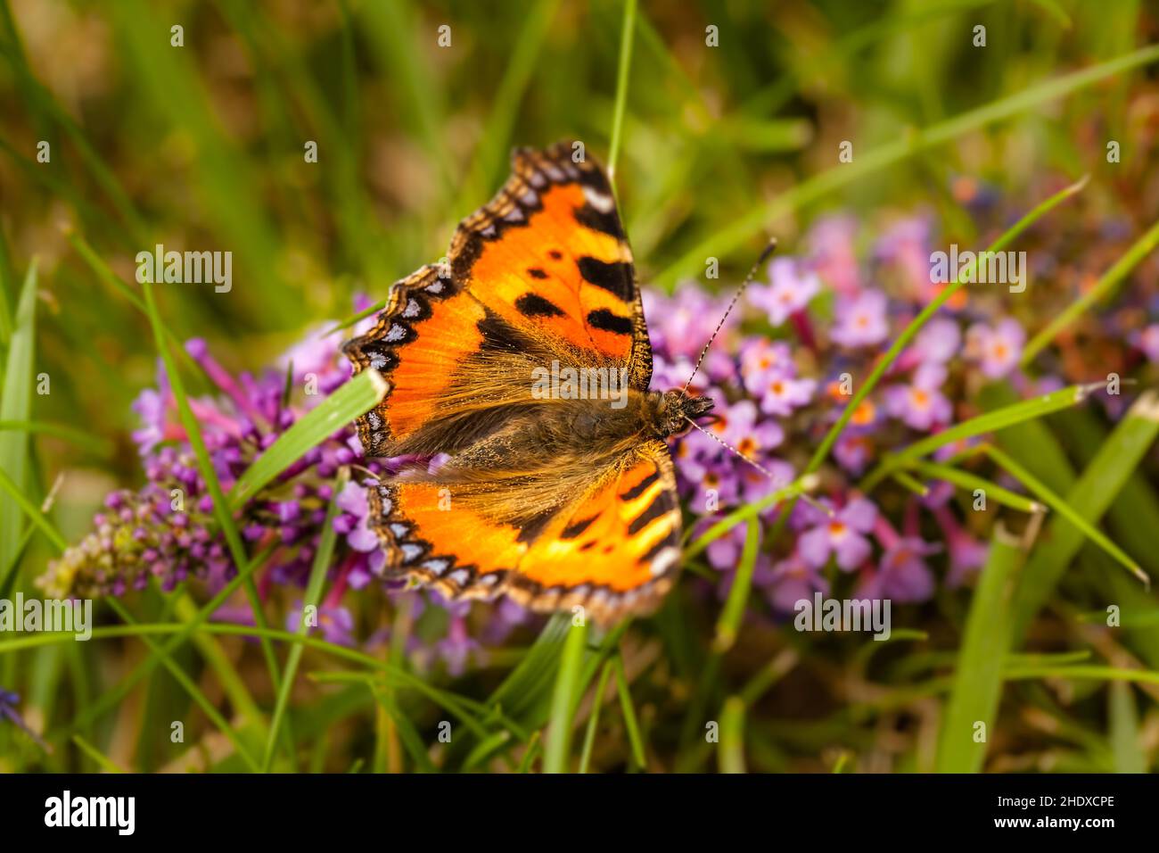 Butterfly above hi-res stock photography and images - Alamy