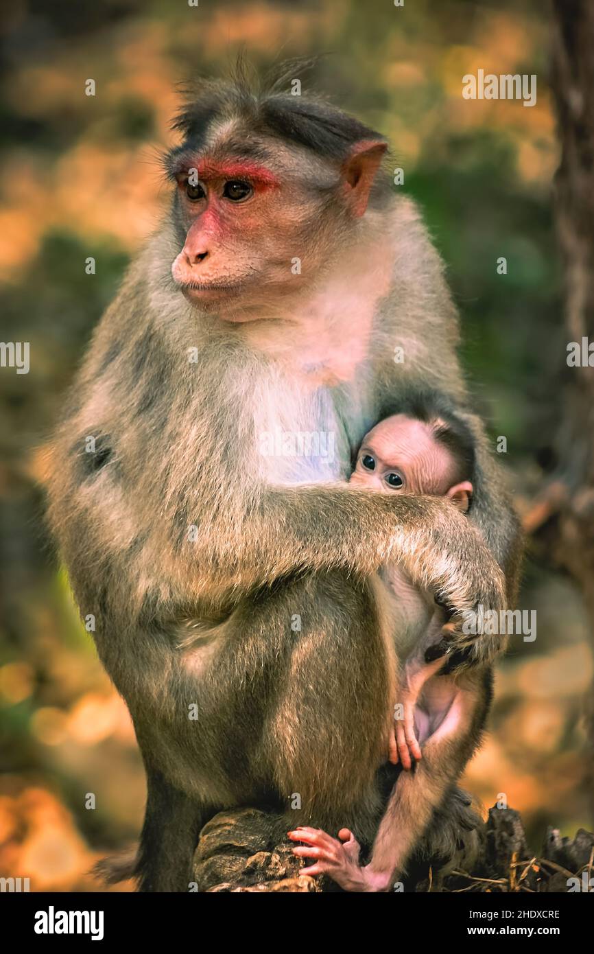 young animal, monkey, protect, young animals, monkeys, primates ...